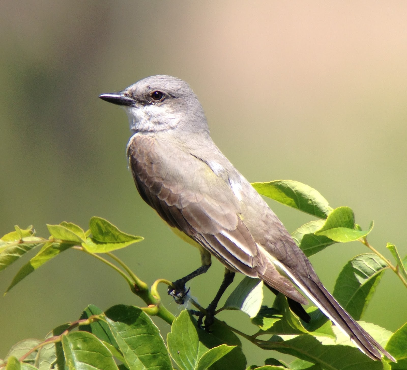 Birding Is Fun!: Western Kingbird