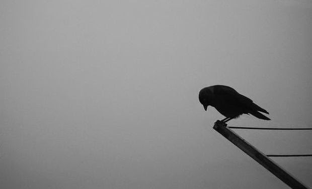 Lonely Mother Bird I am so Lonely I'm So Lonely...