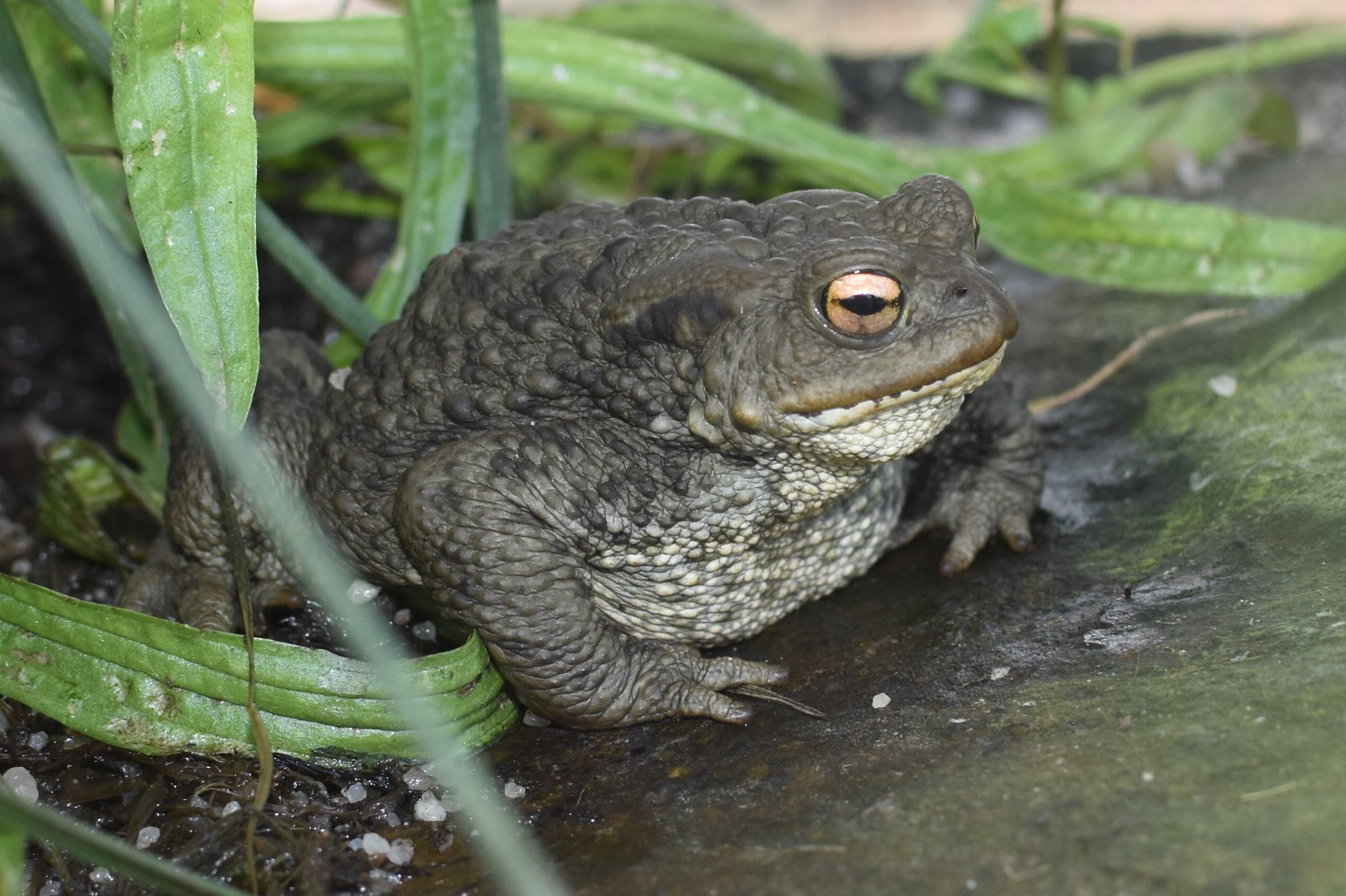 ZOOTOGRAFIANDO (6.096 ANIMALS): SAPO COMÚN / COMMON TOAD (Bufo bufo)