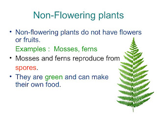 Classification Of Plants Flowering And Nonflowering