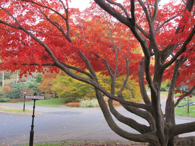Julie Zickefoose on Blogspot: Great Maples of Mt. Auburn