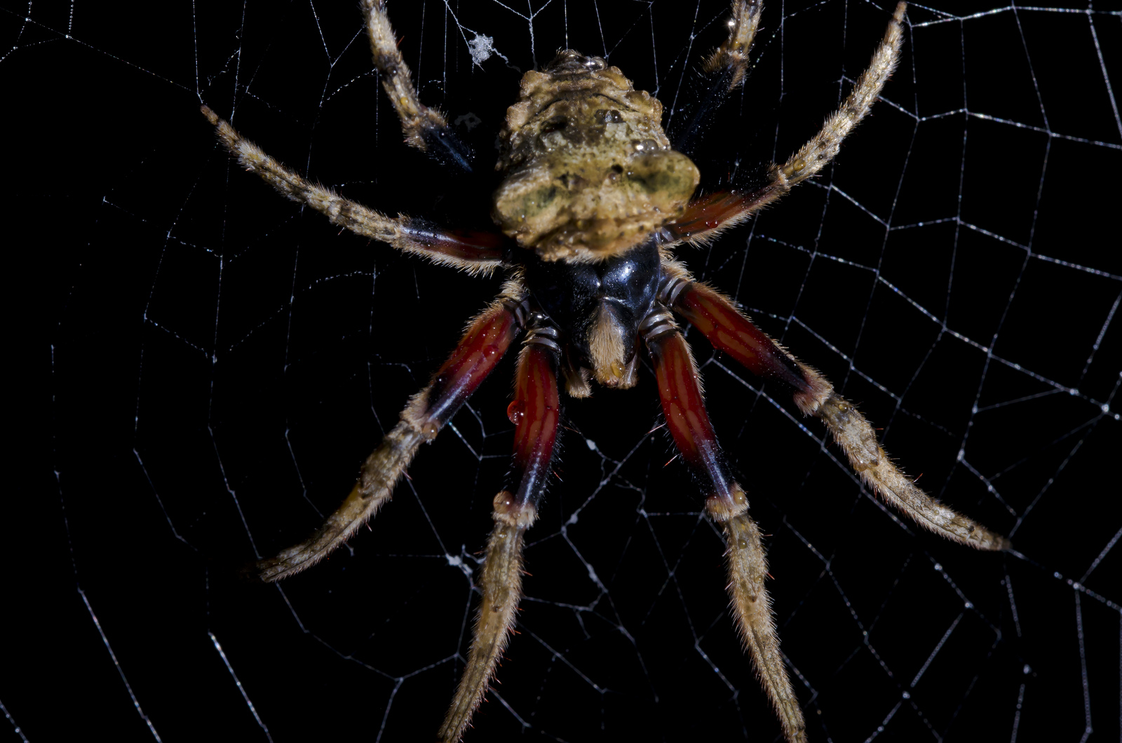 Real Monstrosities: Poltys