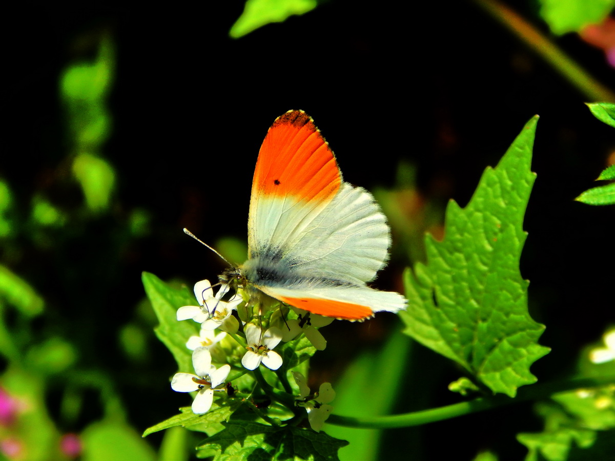 anta | Photography: Leptiri Srbije