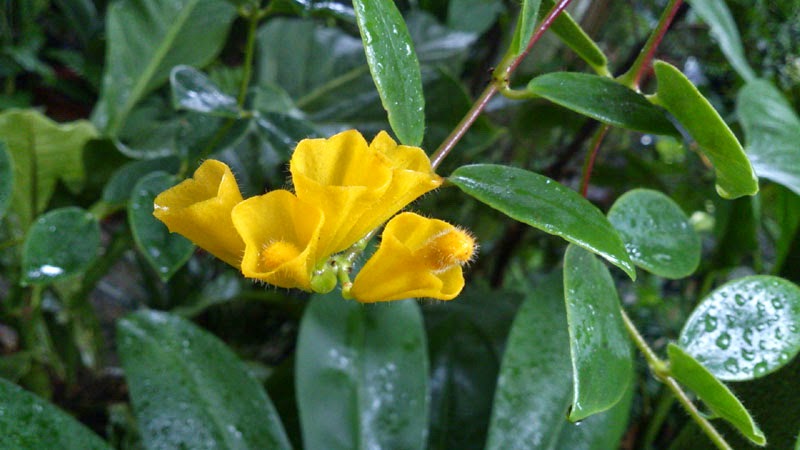 Pirate's Playground: Aeschynanthus flavidus