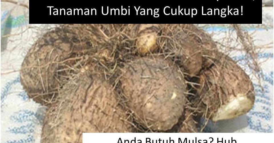Panduan Sederhana Cara Budidaya Uwi, Tanaman Umbi Yang Cukup Langka ...