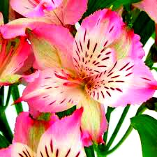 Astromelias | Alstroemeria «lirio de campo» - Id Plantae
