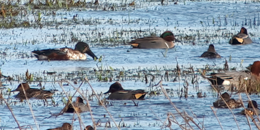 @birdingdad: Wheldrake Ings: World-class Wetland!
