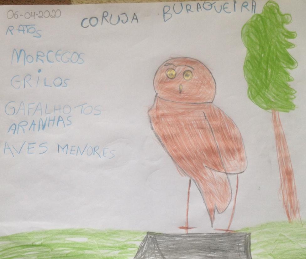 BRINCAR E APRENDER: AULA VIRTUAL 02 - PROJETO CORUJA