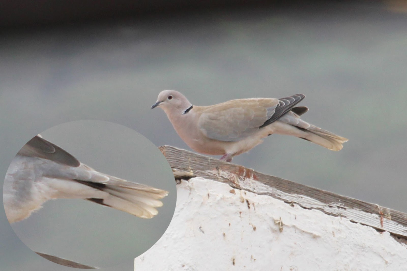 The Little Stint: A new and reliable field mark to distinguish African ...