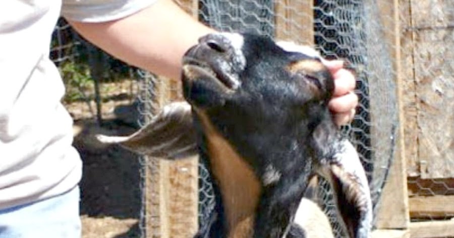 Is That Normal Goat Behavior? Why it's important to know - Oak Hill ...