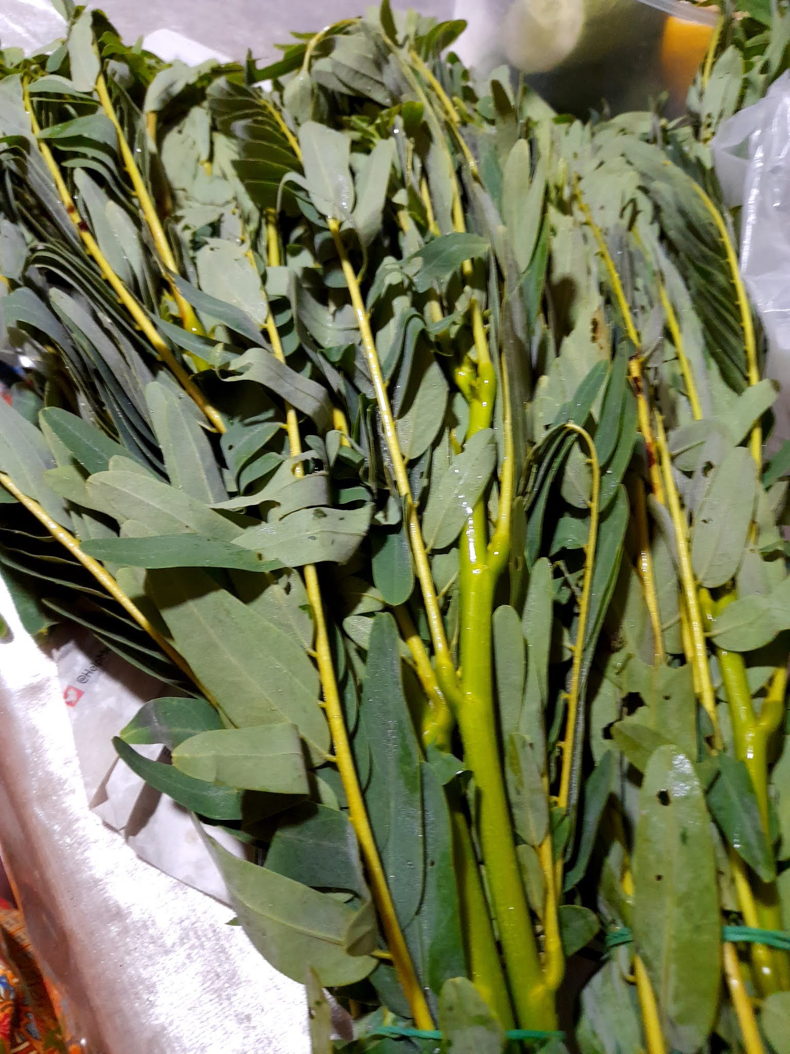 Masak Lemak Pucuk Geti | Detik Detik Indah Dalam Hidupku