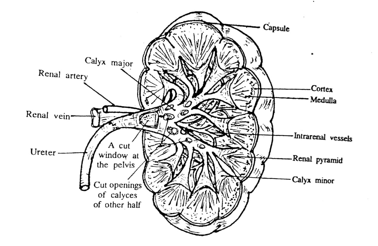 Cow Kidney Diagram