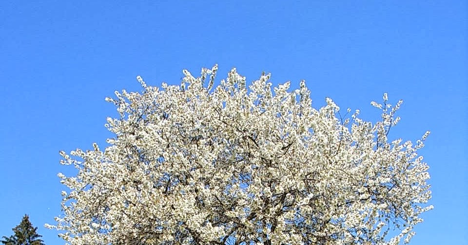 Trees Planet: Prunus avium - Wild Cherry - Gean