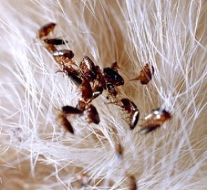 Controle de Pragas : Pulga – Nomes Científicos: Ctenocephalides canis ...