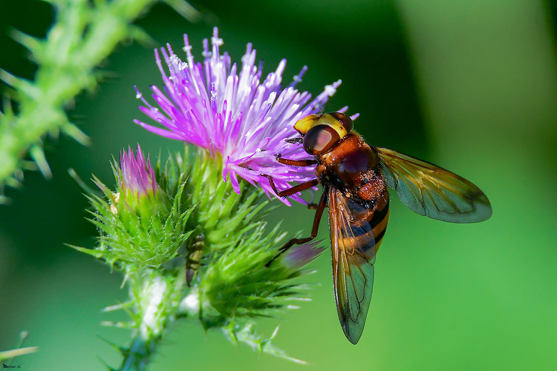 Objetivo: Naturaleza Viva: Mosca de las flores (Volucella zonaria)