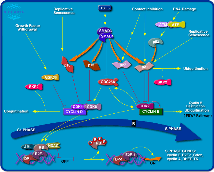World of Biochemistry (blog about biochemistry): Metabolic map about ...