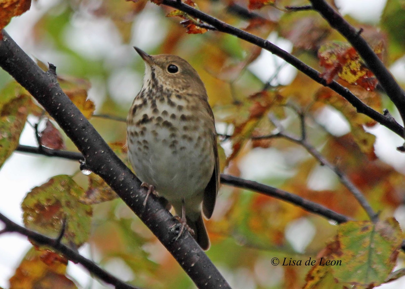 Birding with Lisa de Leon: Hermit Thrush Surrounded Us!