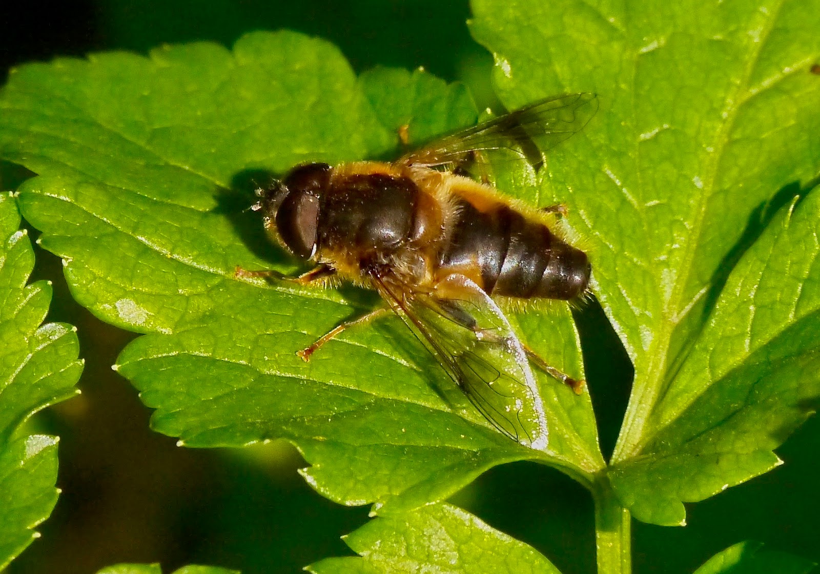 Northwest Norfolk Naturalists: Two early spring flies