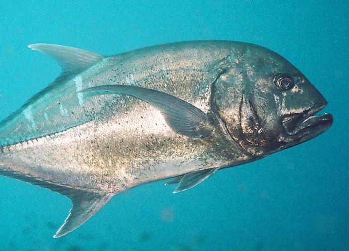 False Trevally - Fishes