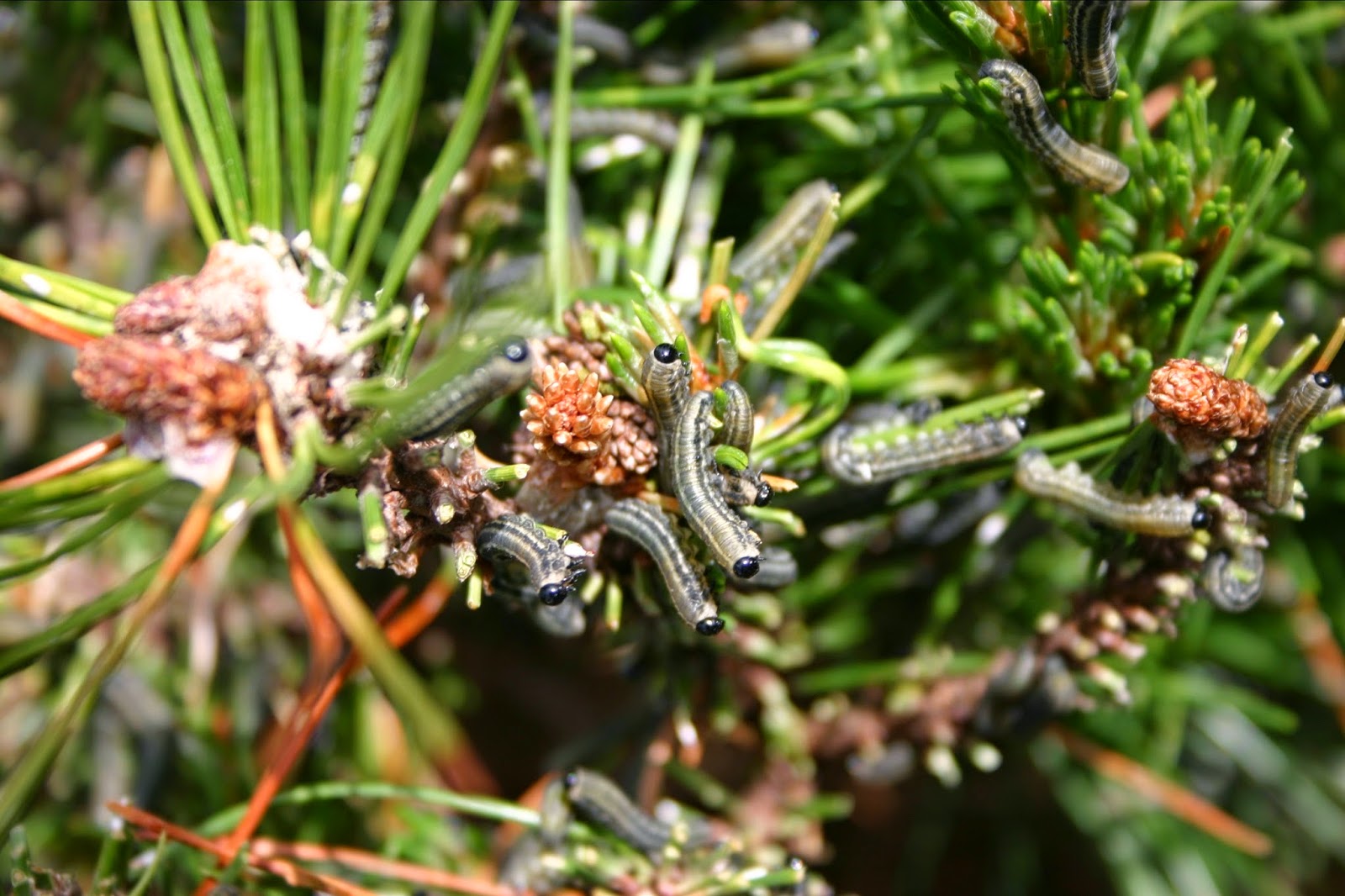 My Temple of Nature: Pests Everywhere!