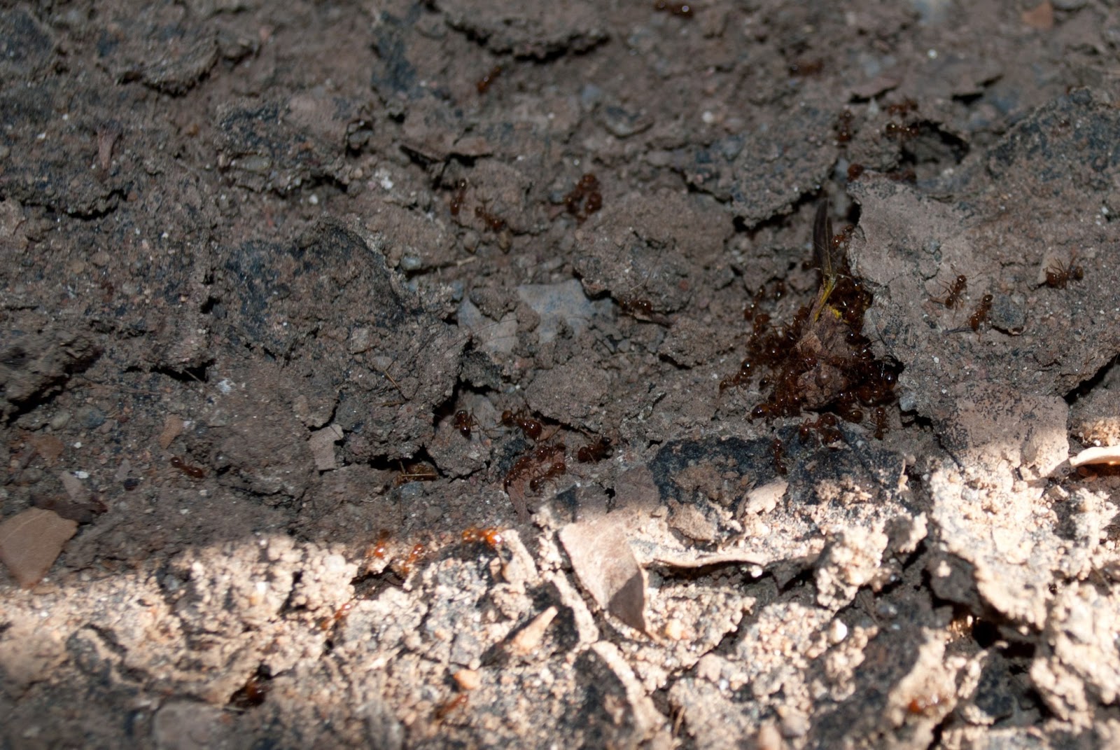 Unknown Tracks: Ant Walk with EcoEdu