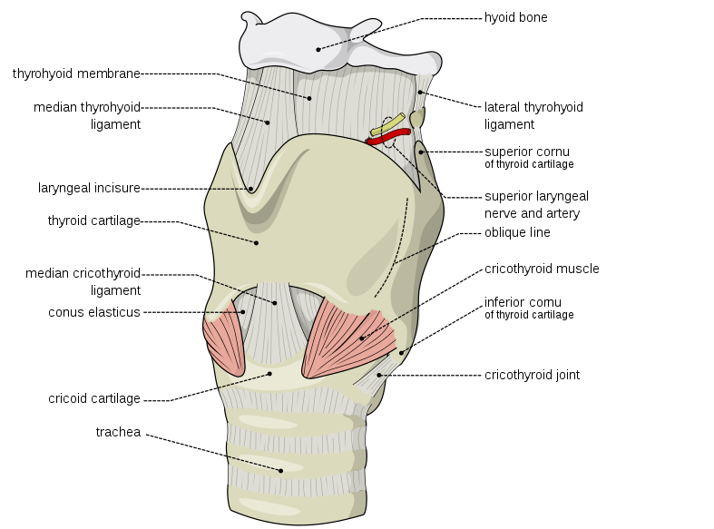 Pengertian Laring Adalah - Fungsi, Struktur, Bagian-bagian Laring dan ...