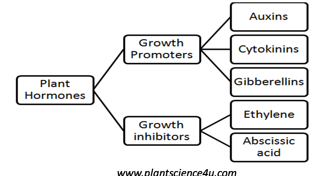 Short Notes on Phytohormones (Plant Hormones) | Plant Science 4 U