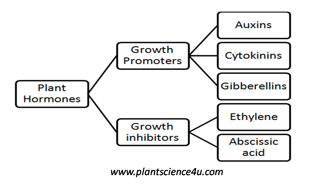 Short Notes on Phytohormones (Plant Hormones)