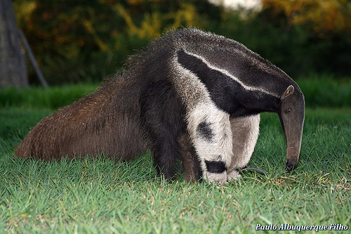 Giant Anteater | Facts & New Photographs | The Wildlife