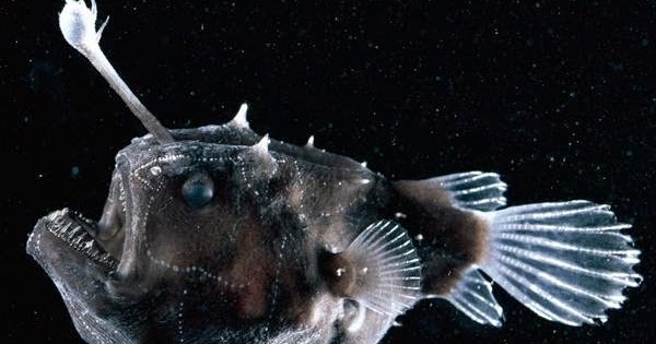 PALABRA DE GUAYABA: Pez Linterna