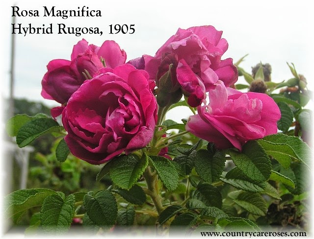 Growing Old Garden Roses in Florida: Rugosas