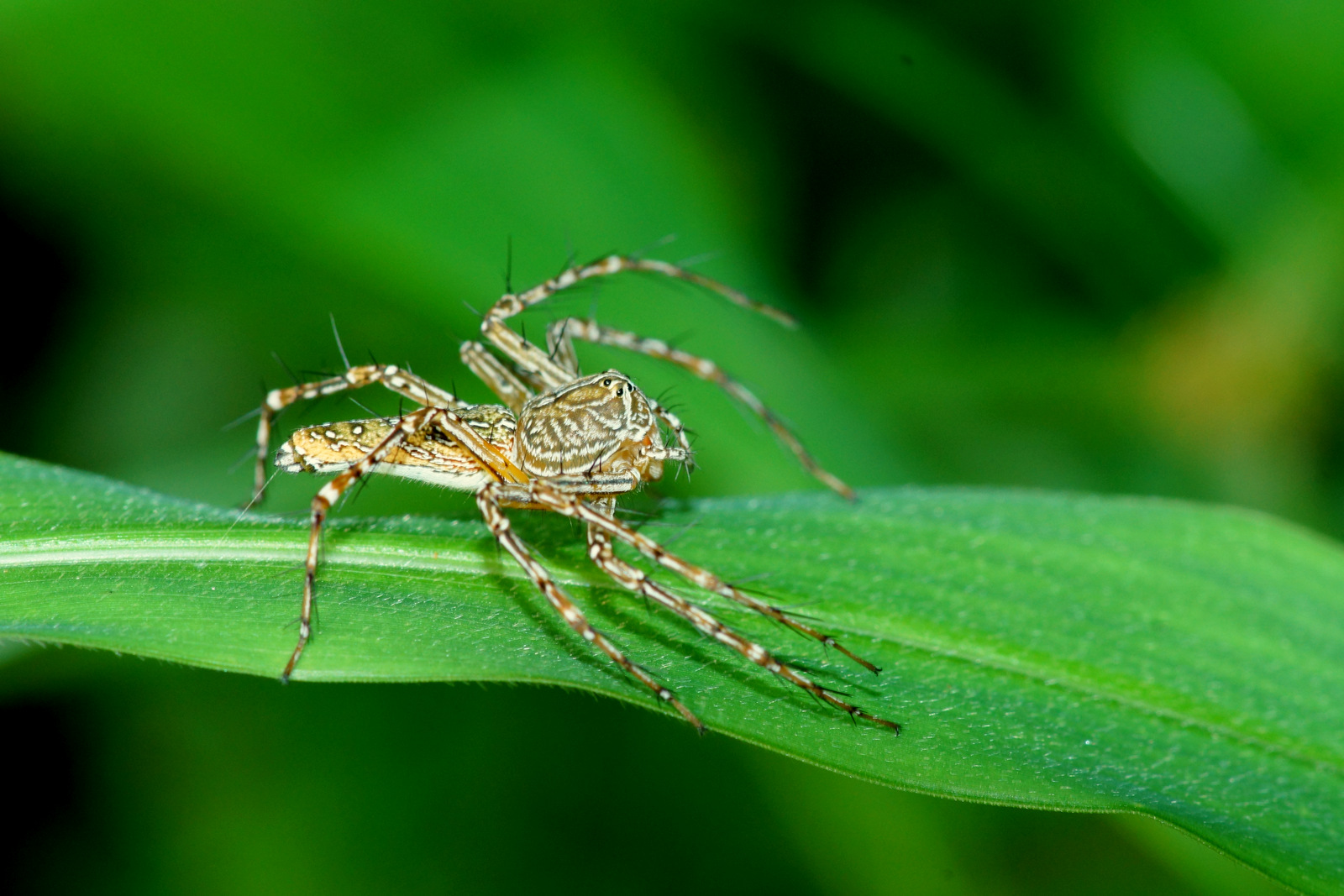 Photographic Wildlife Stories in UK/Hong Kong: Interesting Spiders