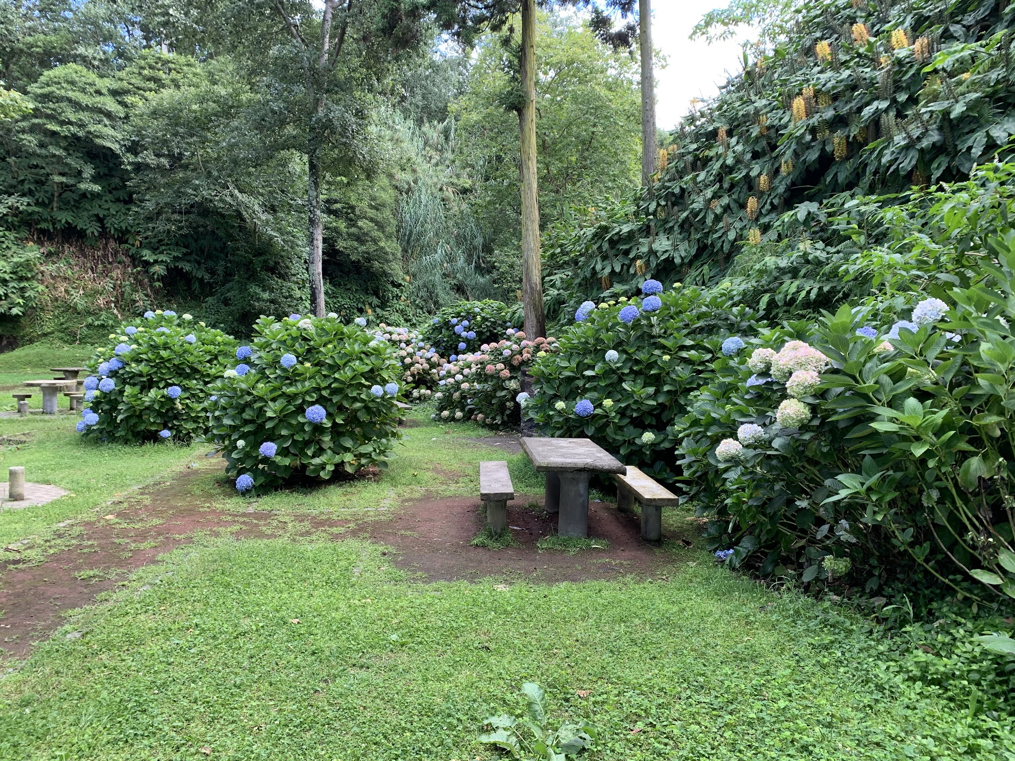 Viajes de pajareo, Spain birding trips: Pajareando por Azores. Birding ...