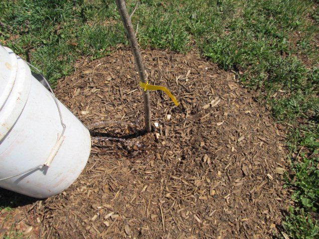 Ecofrugal Living: DIY tree-watering bucket