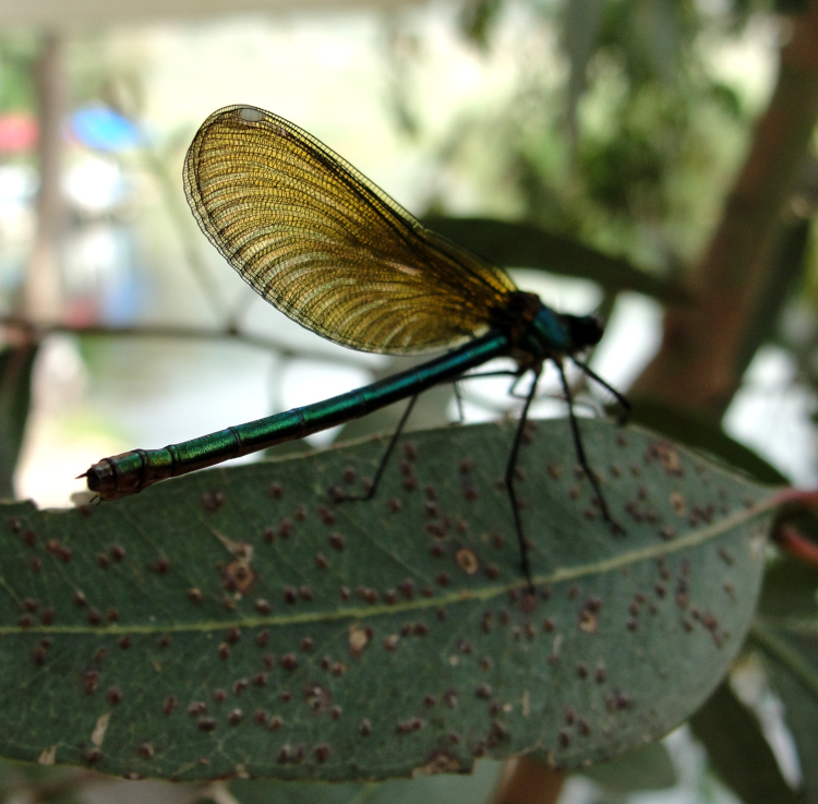 Star of the East: Dragonflies