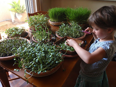 Raw Harmony: Fresh raw food gardens in small back yards