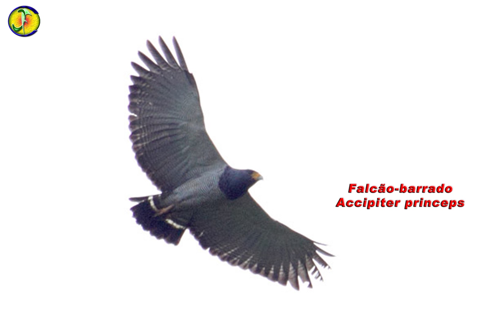ORNITOLOGIA: Falcão-barrado (Accipiter princeps)