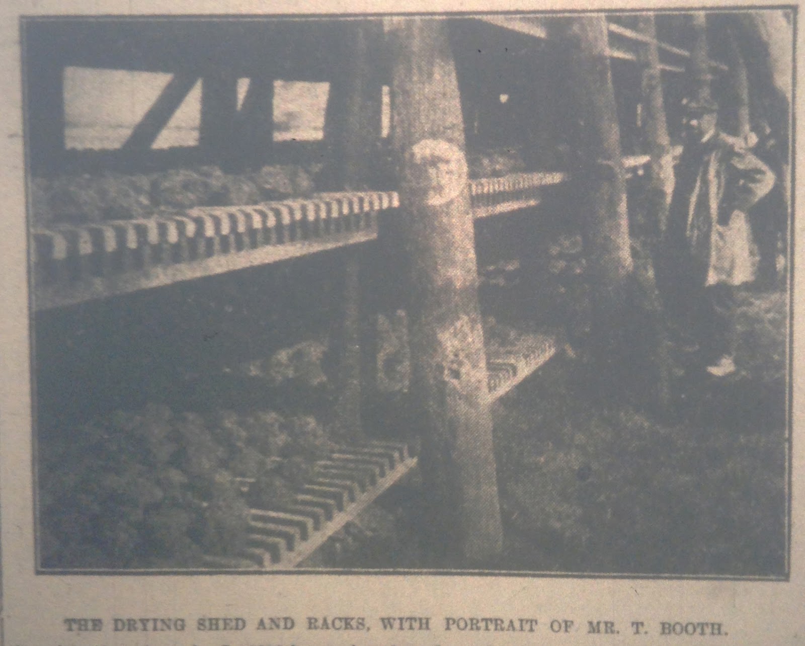 Old Boston: Woad growing in Boston.