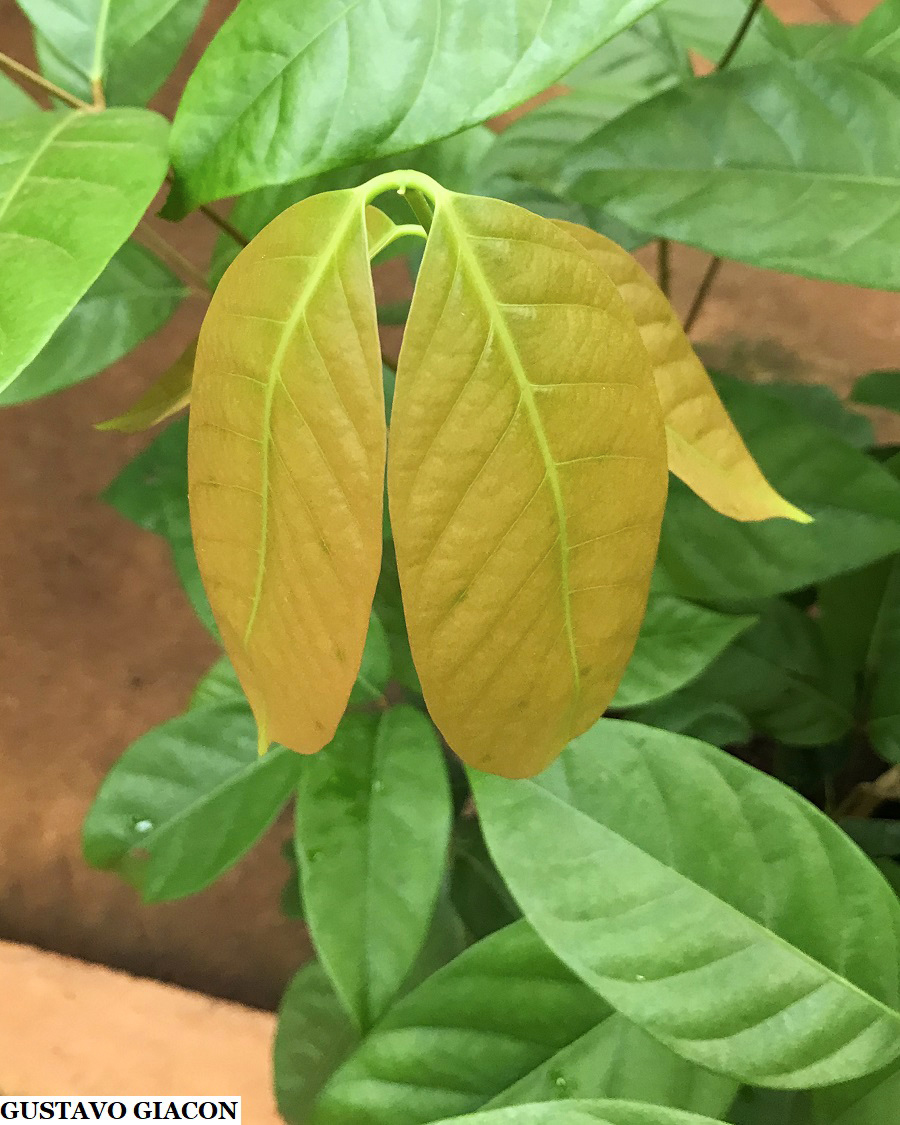 Viveiro Ciprest - Plantas Nativas e Exóticas: Ingá Chinelo - Inga ...