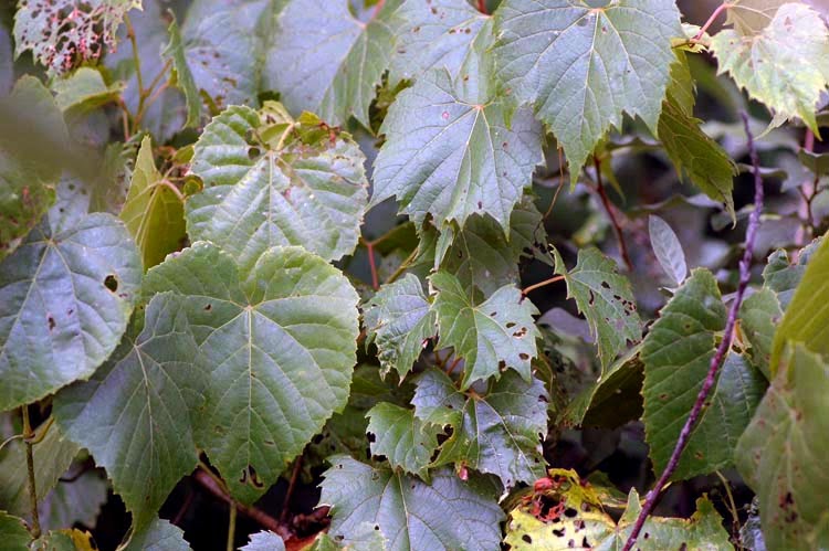 Field Biology in Southeastern Ohio: Wild Grapes
