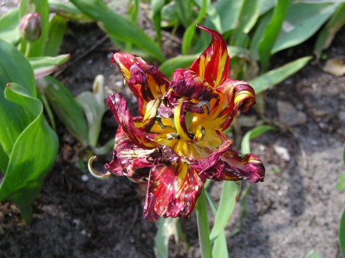 Tulip Diseases | Garden How
