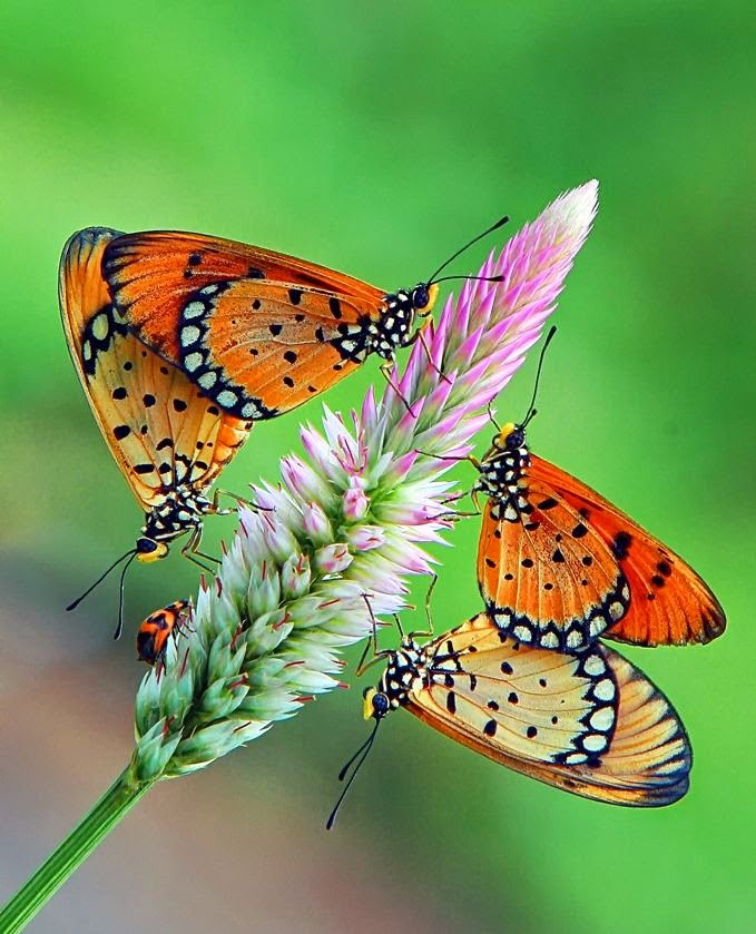 butterflies ~ Stunning nature