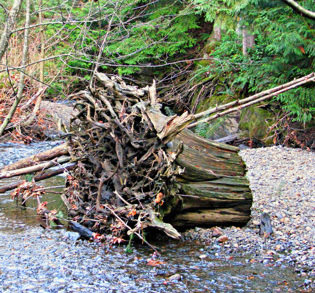 Everything Nanaimo: COLLIERY DAM PARK