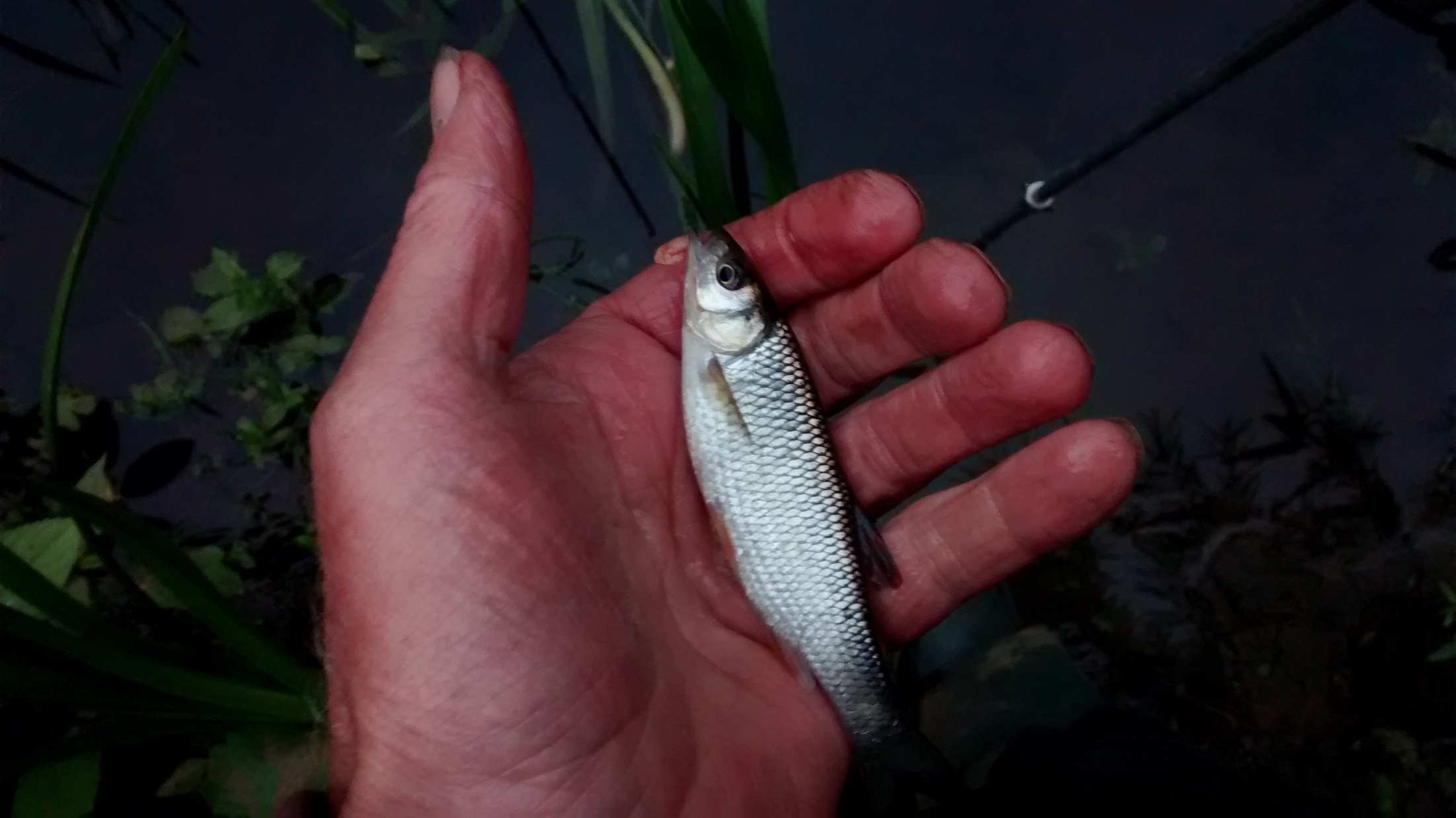 Jorvik Angler: Day Three of the 2020 River Season