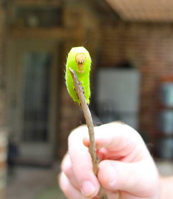 Rainbow Magic Sparkle Butterfly : Insects and Spiders visiting my ...