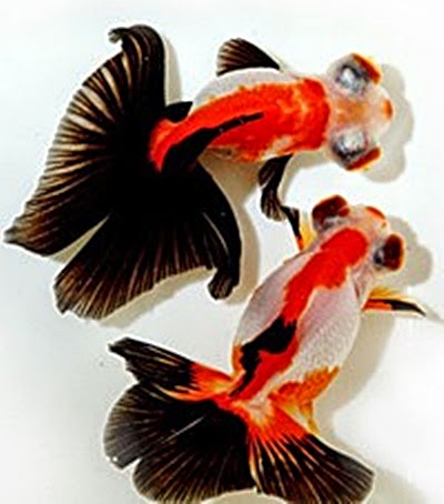 Varian Ikan Mas Hias Paling Populer - Akuarium Ikan Hias