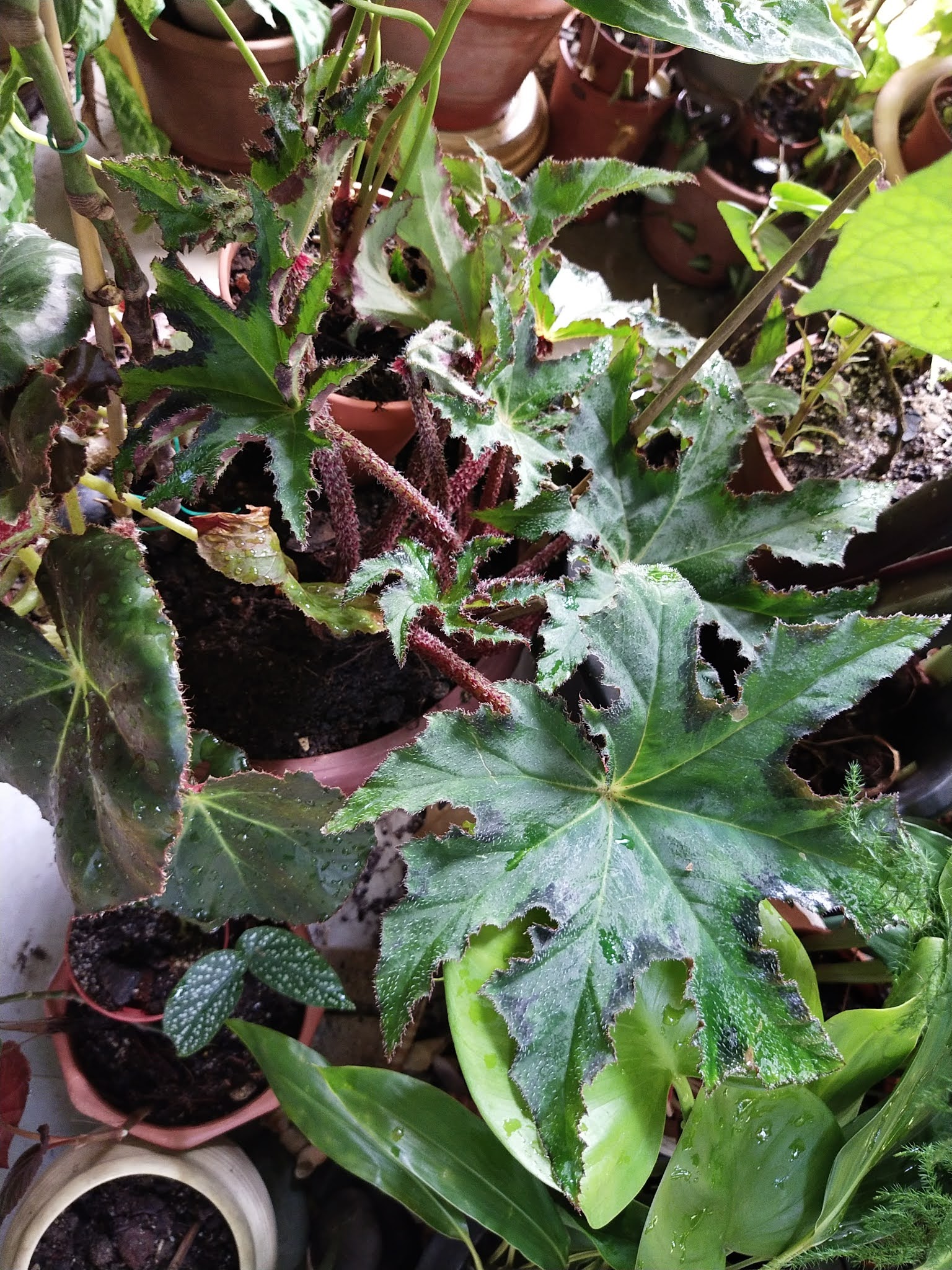 Garden Chronicles of James David: Star Begonia / Begonia heracleifolia ...