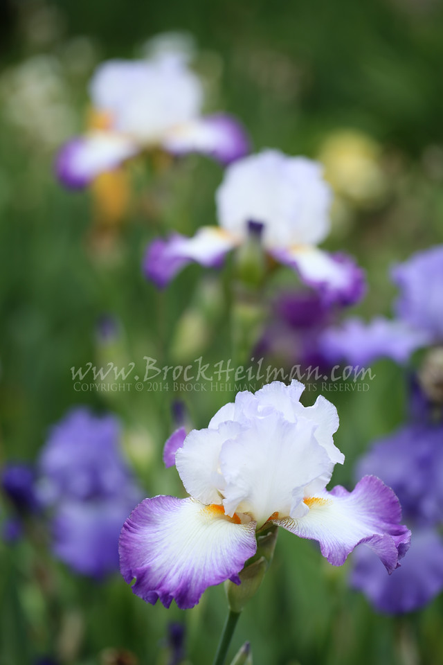 World of Irises: The French Iris That Conquered the United States