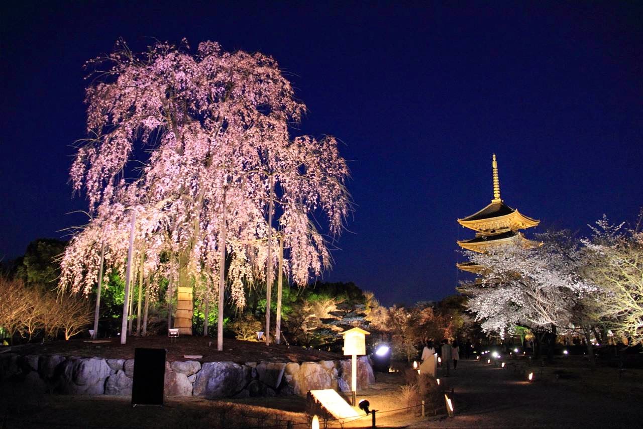 Japonia Insight: Hanami - Święto Kwitnienia Wiśni
