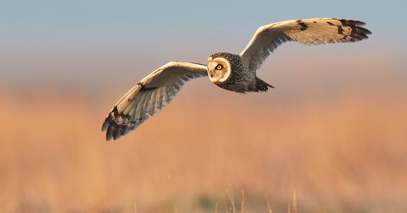 Wildlife Photographic Journals: Late Season Owls
